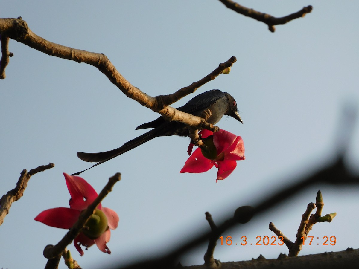 Ashy Drongo - Dicrurus leucophaeus - Media Search - Macaulay Library ...