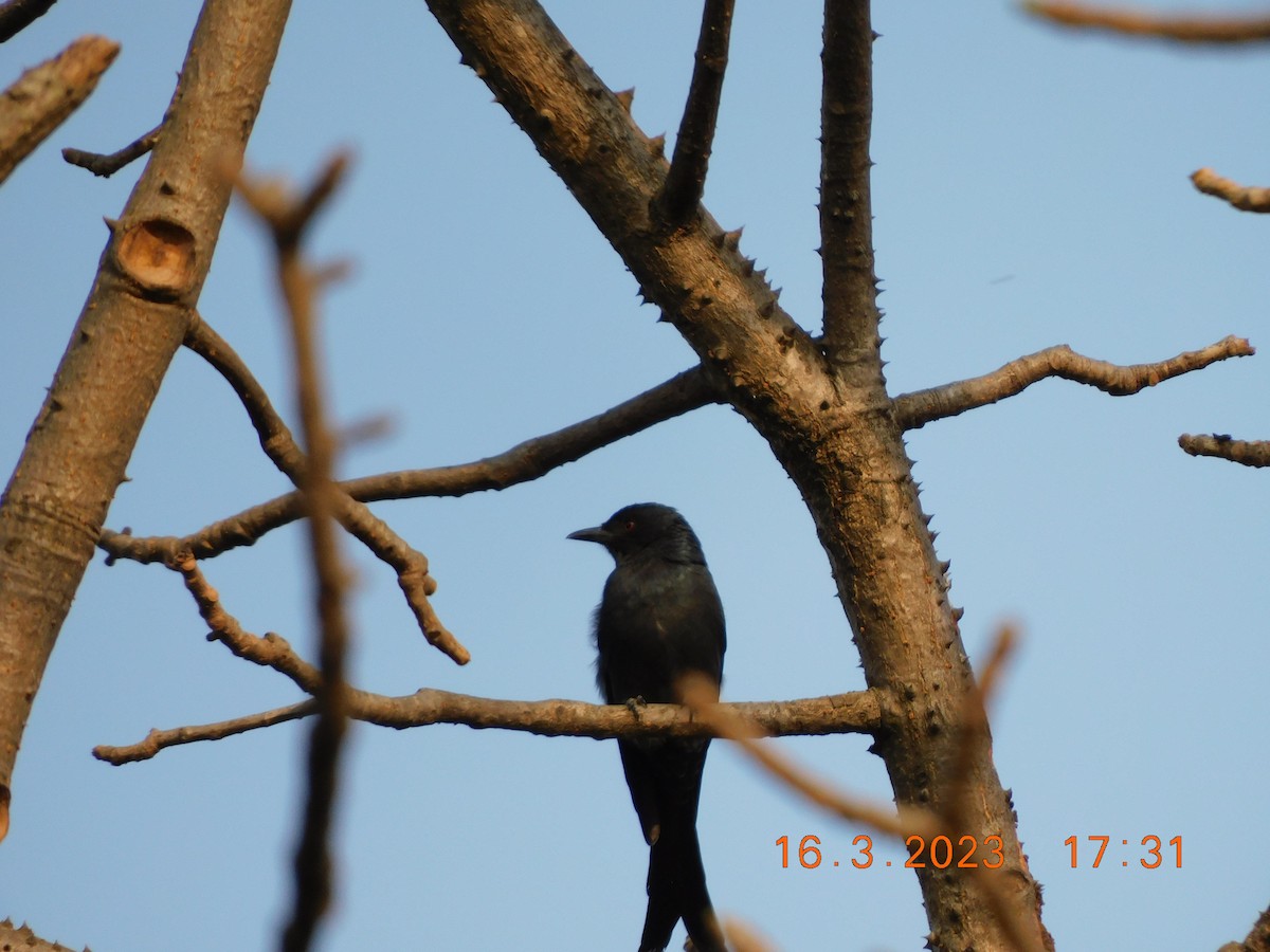 Ashy Drongo - Dicrurus leucophaeus - Media Search - Macaulay Library and eBird