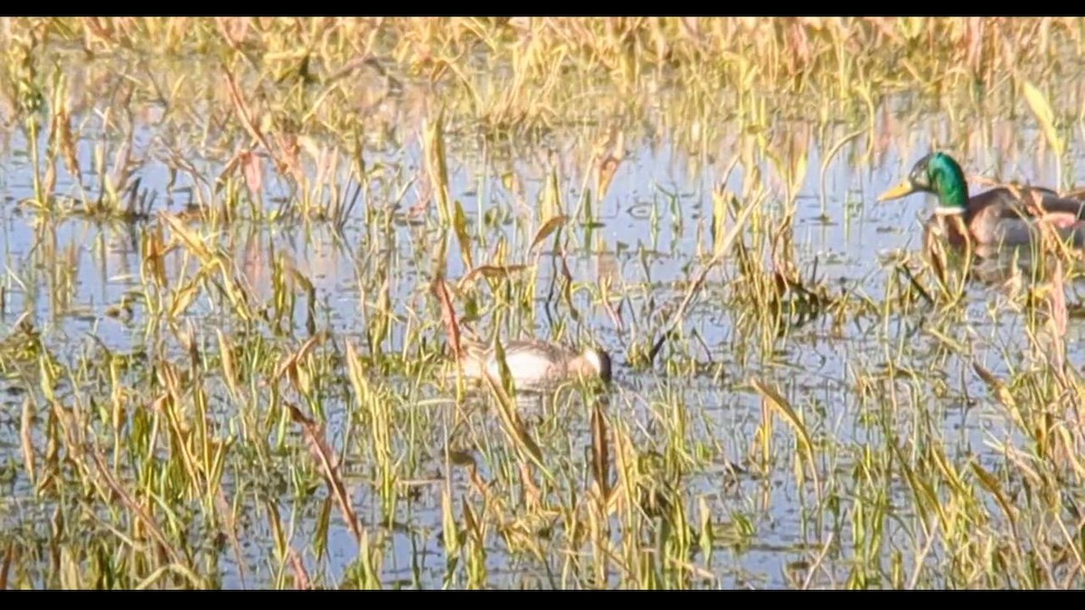 eBird Checklist - 21 Apr 2024 - Fen Drayton Lakes RSPB Reserve - 87 species