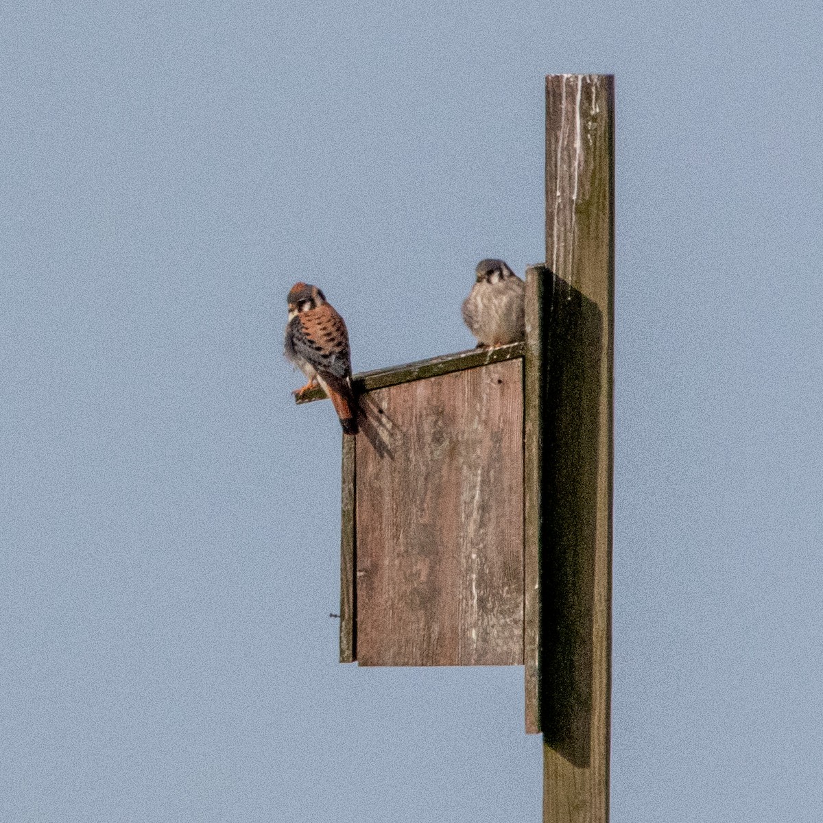 eBird Checklist - 21 Apr 2024 - Pole Farm (Mercer County Park NW) - 19 ...