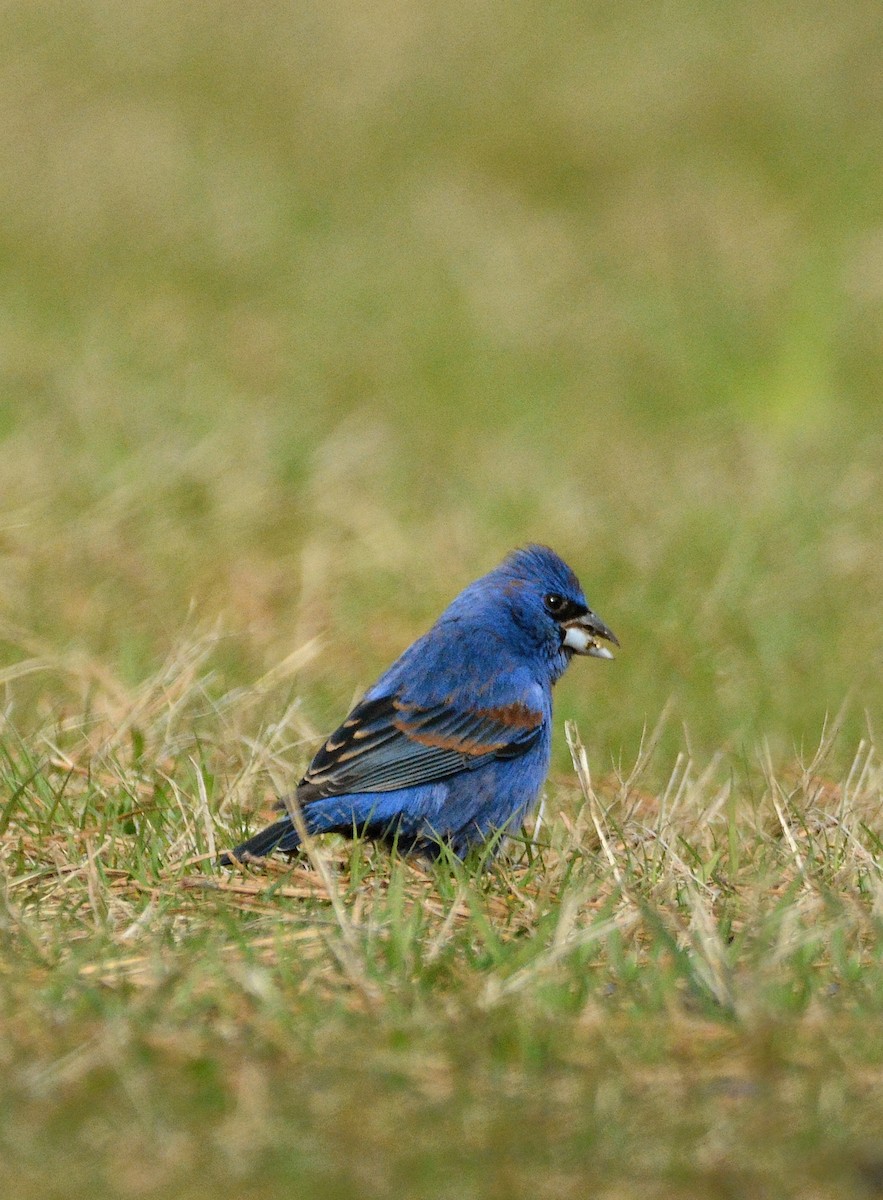 eBird Checklist - 21 Apr 2024 - Tom Nevers - 1 species