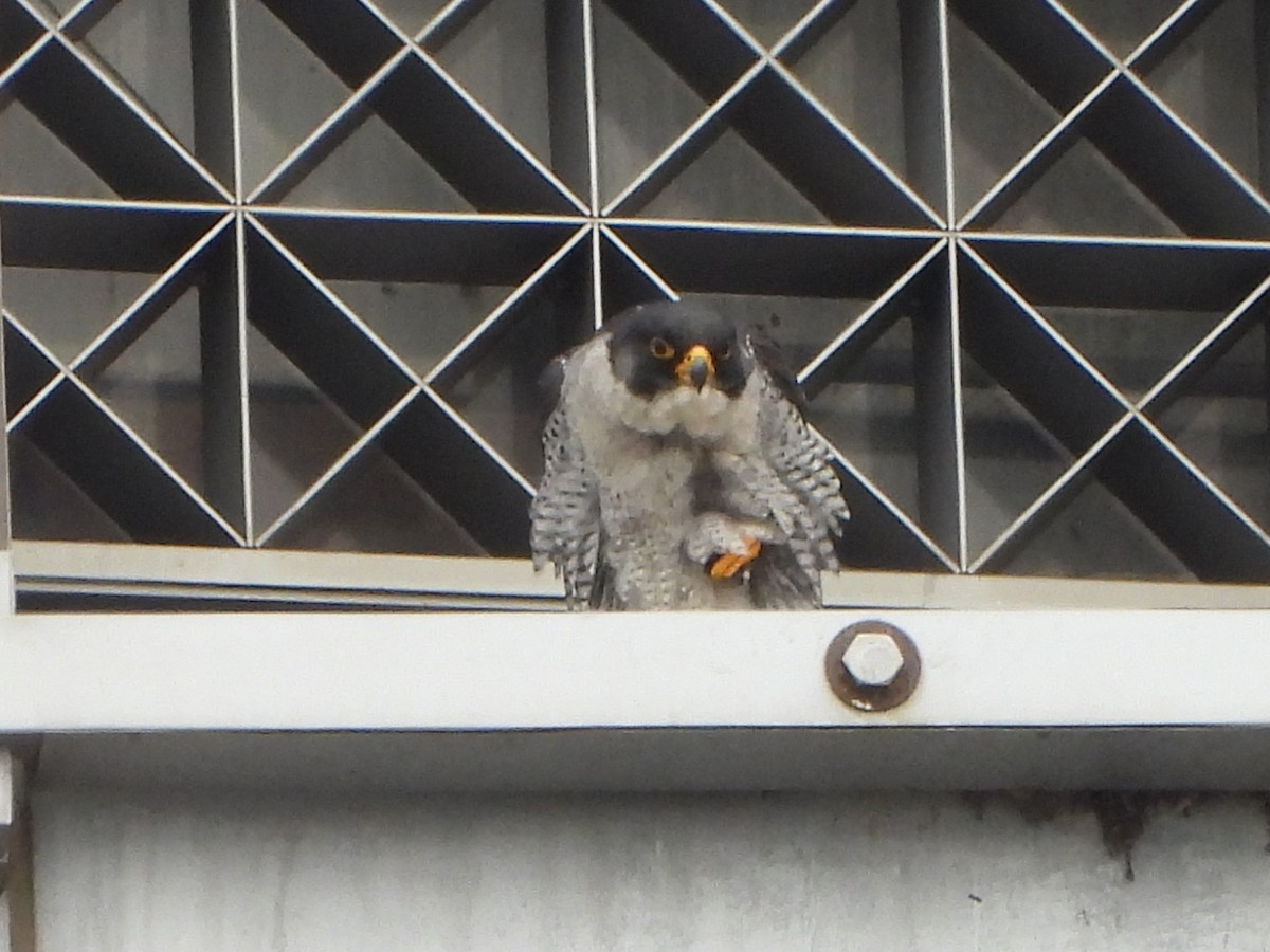 eBird Checklist - 21 Apr 2024 - Reston Town Center (Peregrine Falcon ...