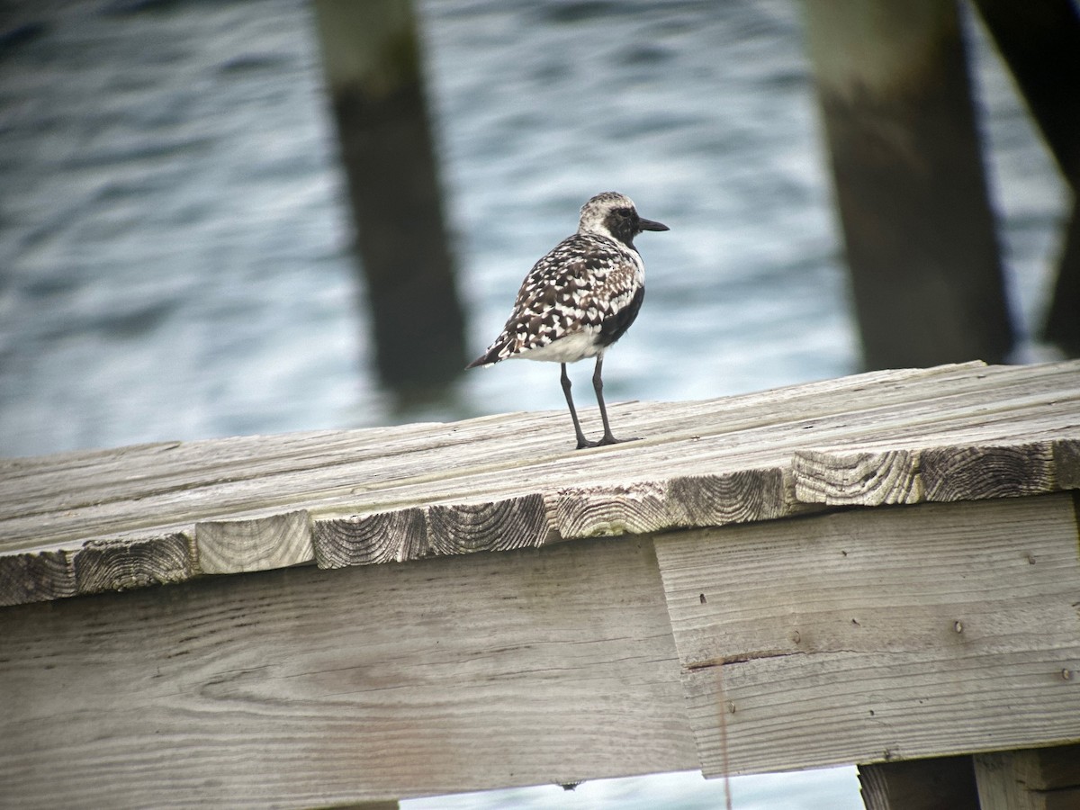 eBird Checklist - 21 Apr 2024 - Weff Rd. docks - 41 species (+1 other taxa)