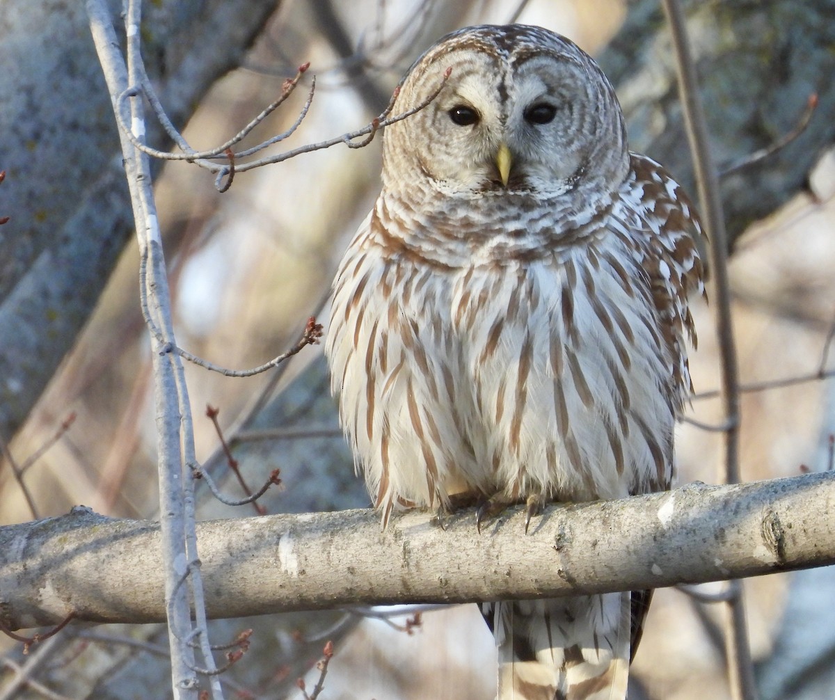 eBird Checklist - 9 Apr 2024 - Bear Park - 32 species