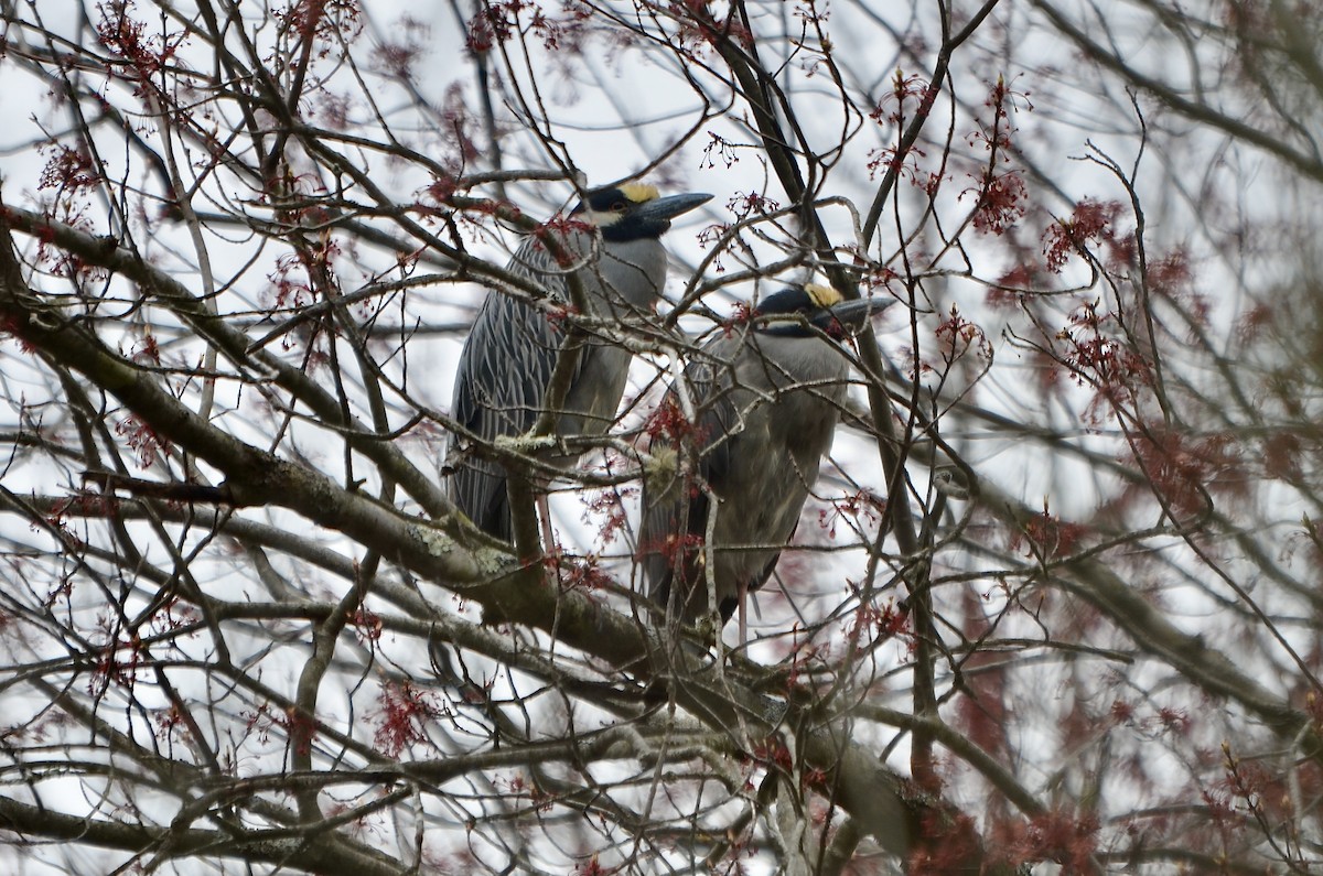 eBird Checklist - 21 Apr 2024 - Marblehead Neck Wildlife Sanctuary ...