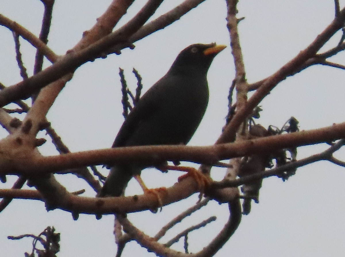 eBird Checklist - 21 Apr 2024 - Po Toi - 22 species