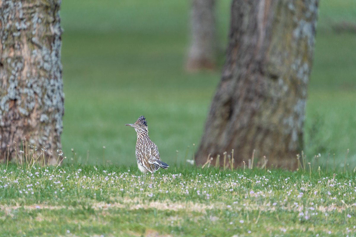 eBird Checklist - 18 Apr 2024 - OK BBA2 - Blaine/3609815.22 - 46 species