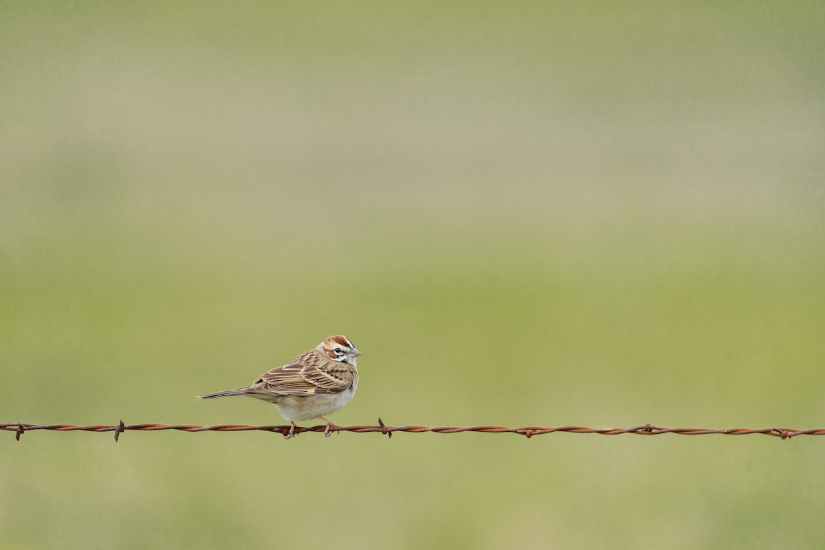 eBird Checklist - 18 Apr 2024 - OK BBA2 - Blaine/3609814.12 - 11 species