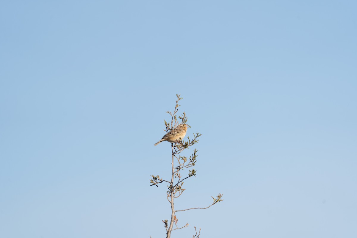 eBird Checklist - 19 Apr 2024 - OK BBA2 - Roger Mills/3509974.32 - 29 ...