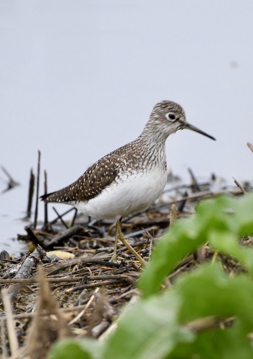 eBird Checklist - 21 Apr 2024 - Kyker Bottoms Refuge - 34 species