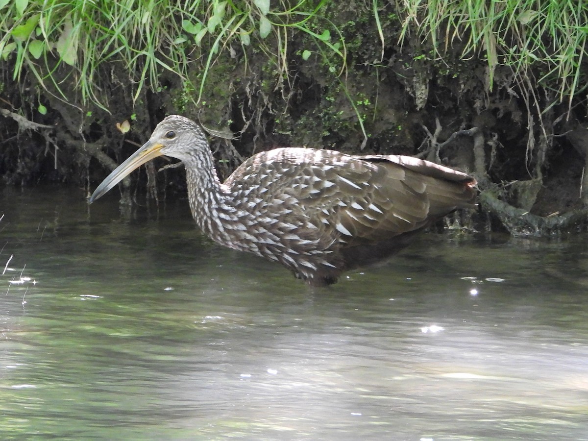 eBird Checklist - 21 Apr 2024 - Maryville-Alcoa Greenway--Alcoa Section ...