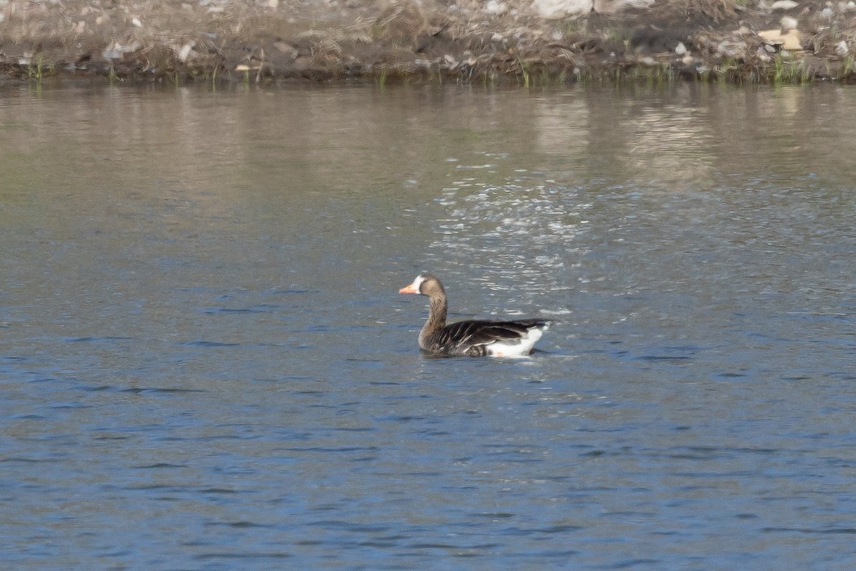 eBird Checklist - 20 Apr 2024 - Lee Rupp WMA - 9 species