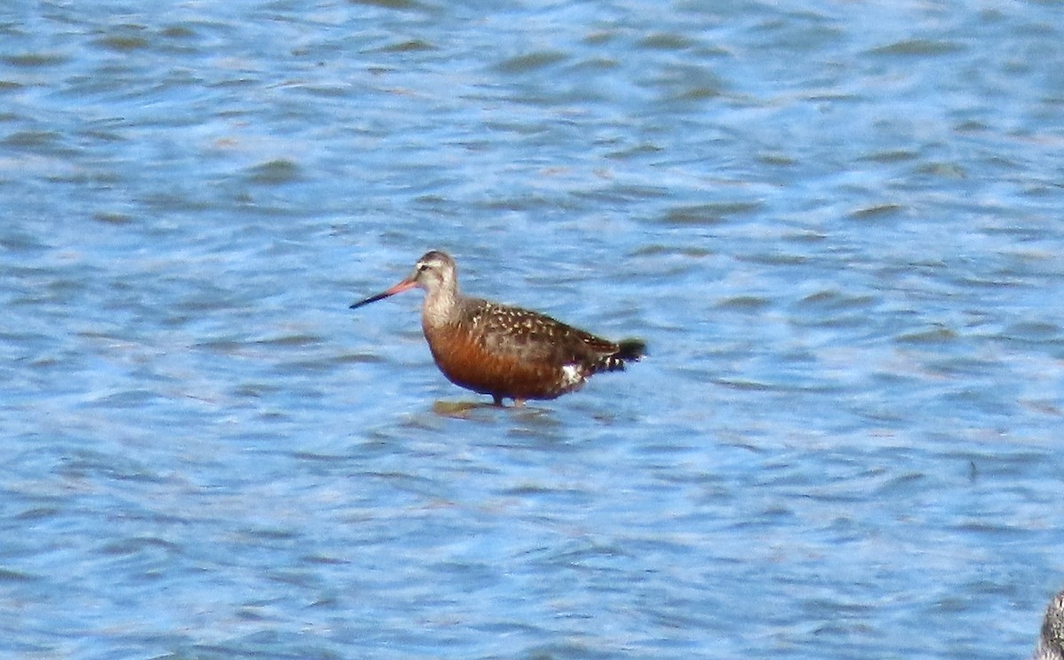 eBird Checklist - 21 Apr 2024 - County B at Marx Road - 16 species