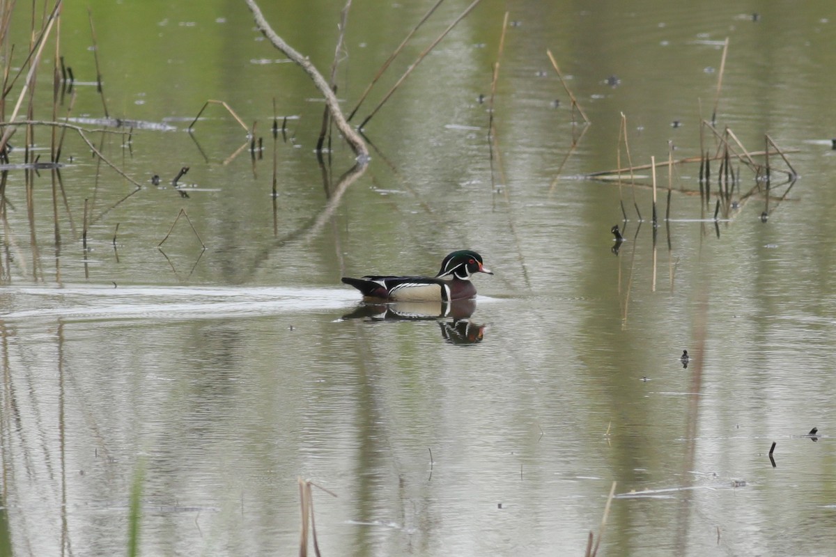 eBird Checklist - 21 Apr 2024 - John Heinz NWR--impoundment (Philadelphia Co.) - 58 species