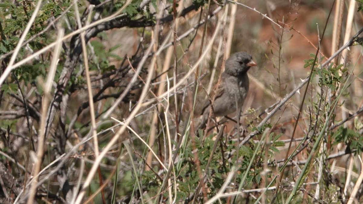 eBird Checklist - 21 Apr 2024 - Madera Canyon--Proctor Rd. - 16 species
