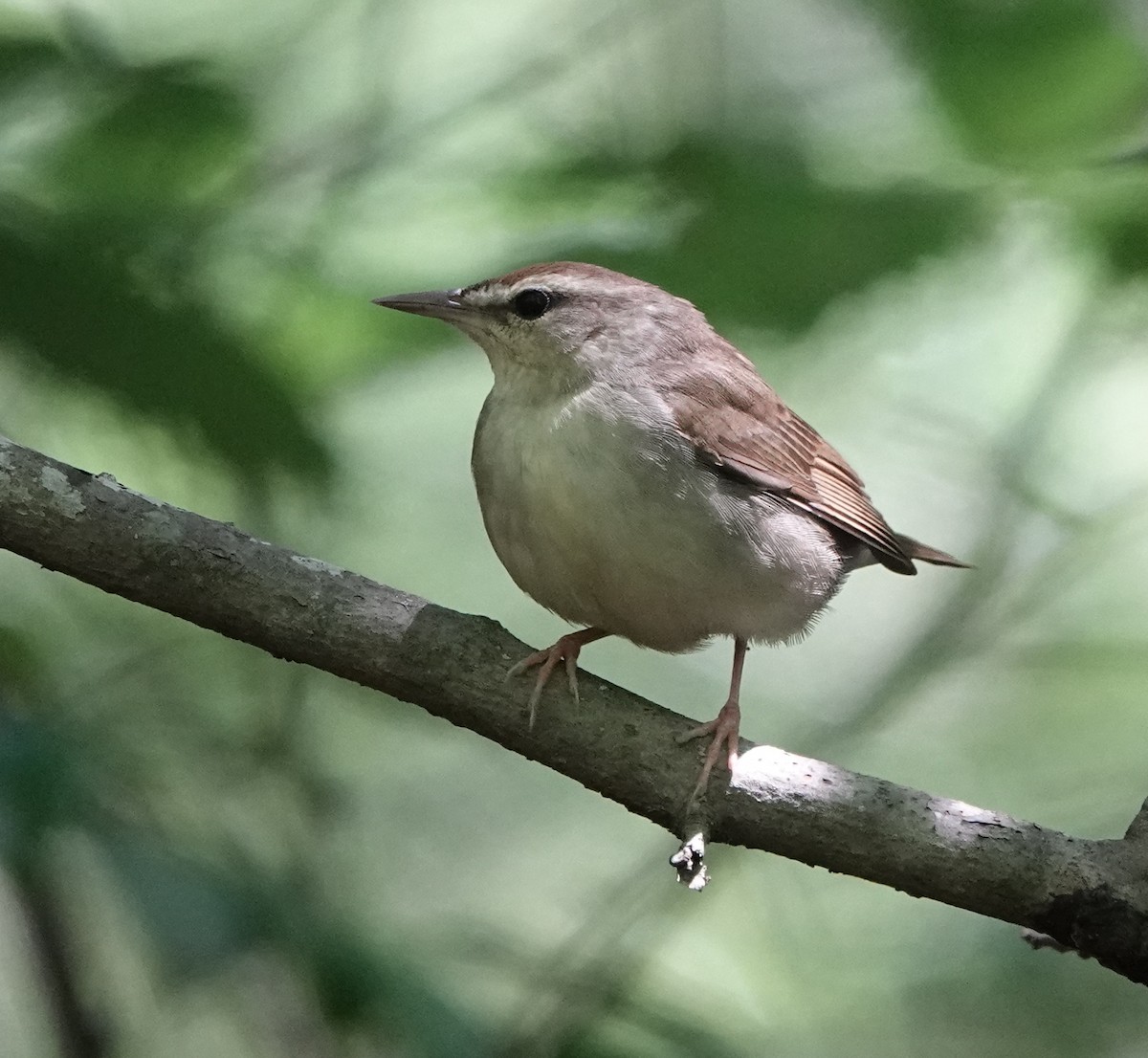 eBird Checklist - 21 Apr 2024 - Big Thicket NP--Kirby Trail - 22 species