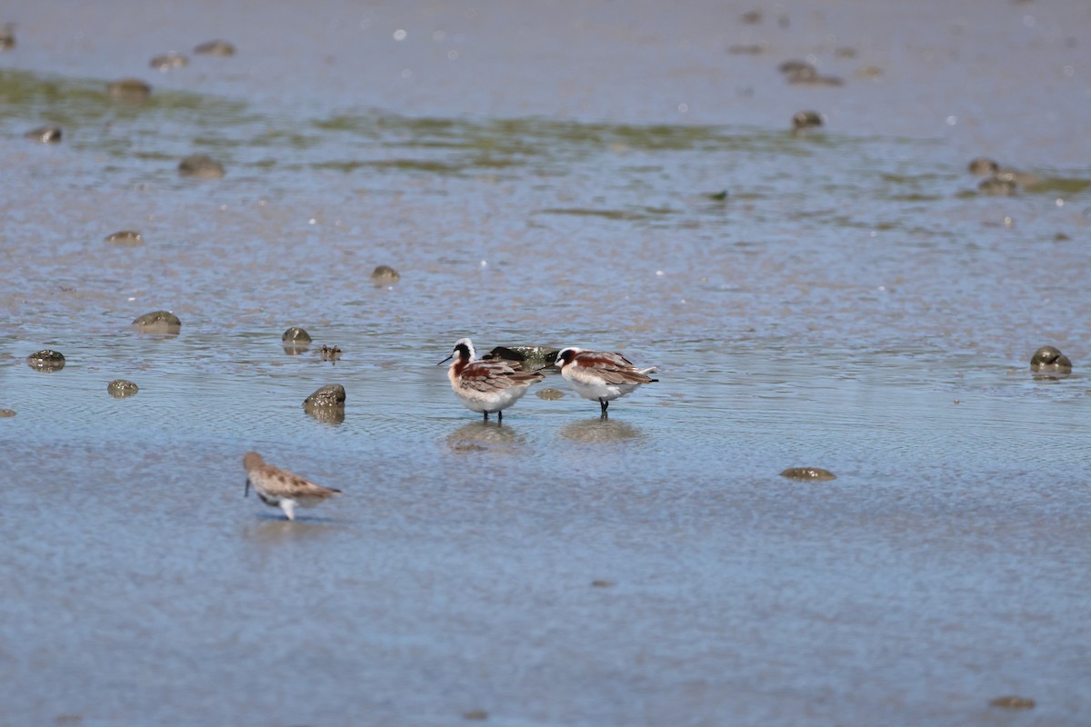 eBird Checklist - 21 Apr 2024 - Bolivar Flats Shorebird Sanctuary--17th ...