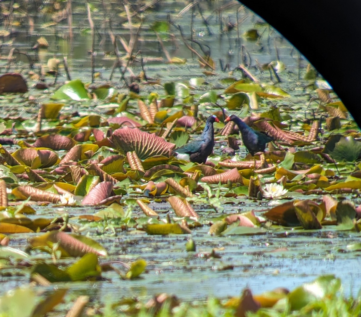 eBird Checklist - 21 Apr 2024 - Red Slough WMA - 42 species