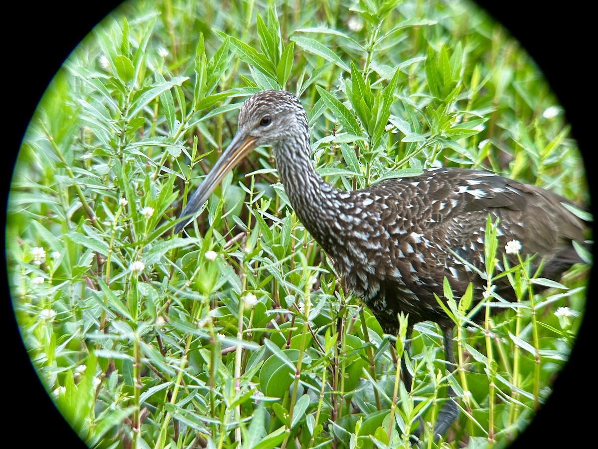 eBird Checklist - 21 Apr 2024 - Sheldon Lake SP--Garrett Rd - 31 species