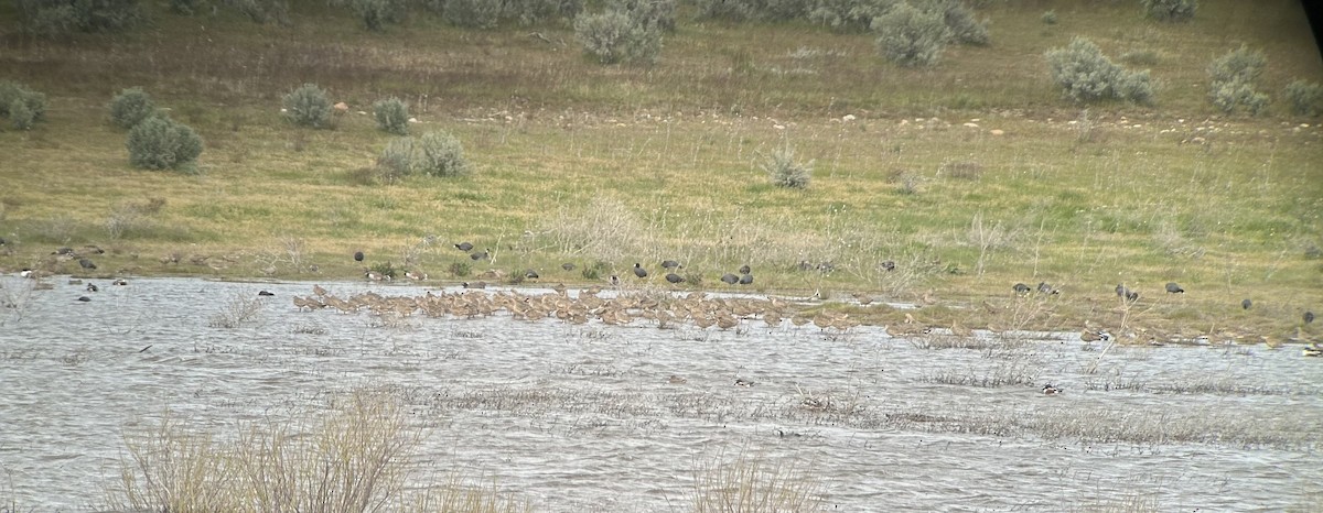 eBird Checklist - 21 Apr 2024 - Blacks Creek Bird Reserve - 47 species ...