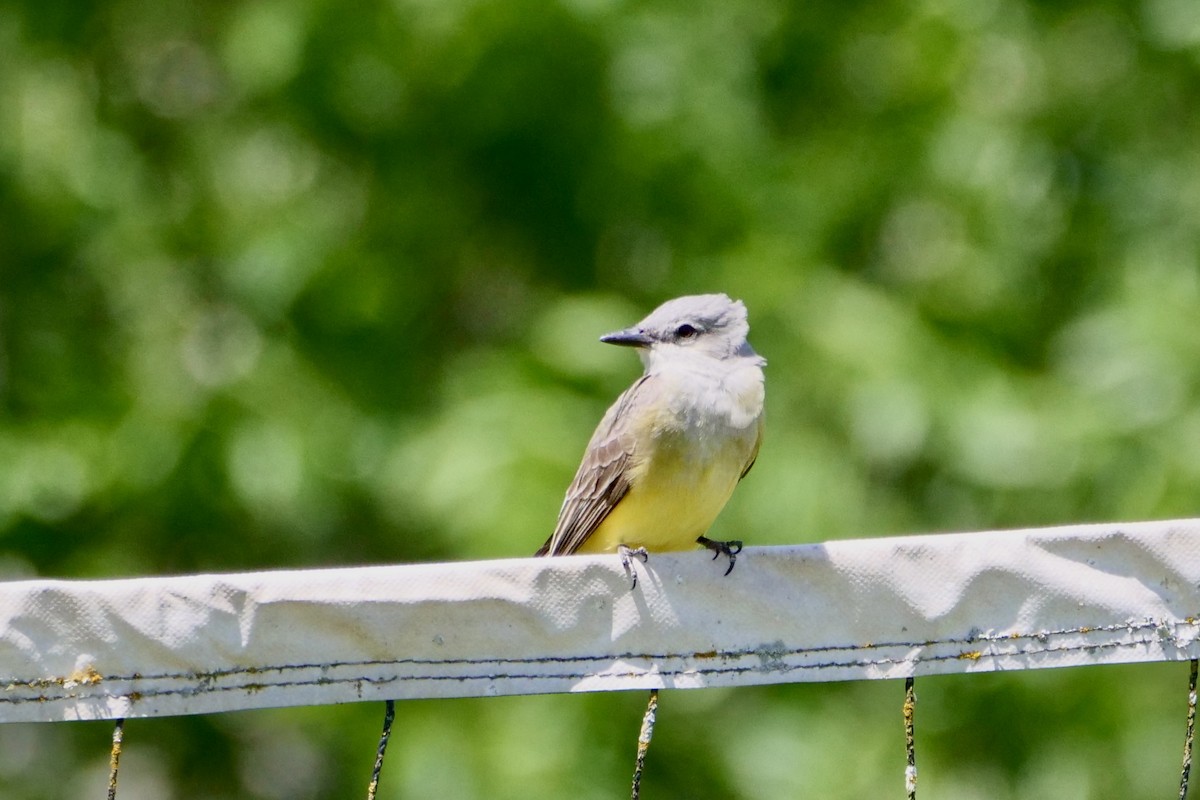 eBird Checklist - 21 Apr 2024 - Commons Ford Ranch Metro Park - 41 ...