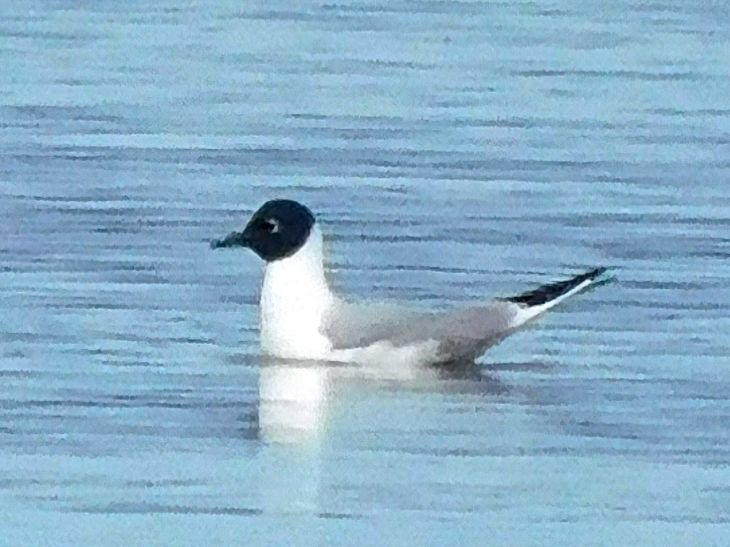 Maine Bird Atlas Checklist - 21 Apr 2024 - Tony Knowles Coastal Trail ...