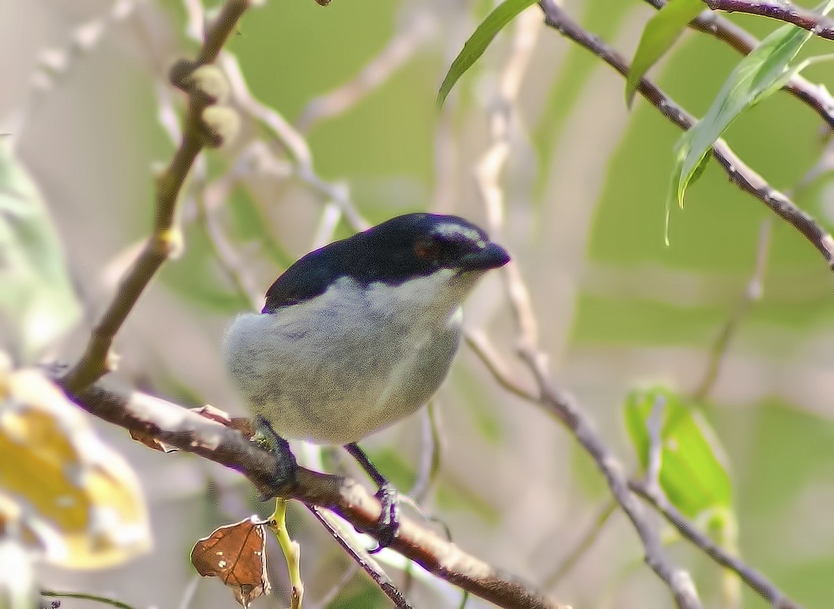eBird Checklist - 3 Mar 2024 - Km. 469, Abra-Kalinga National Rd ...