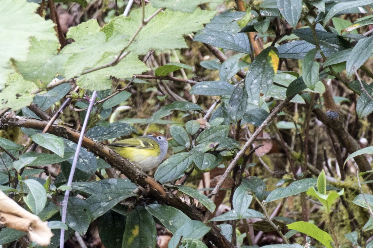 eBird Checklist - 12 Apr 2024 - Wangdue Phodrang - Nobding Highway ...