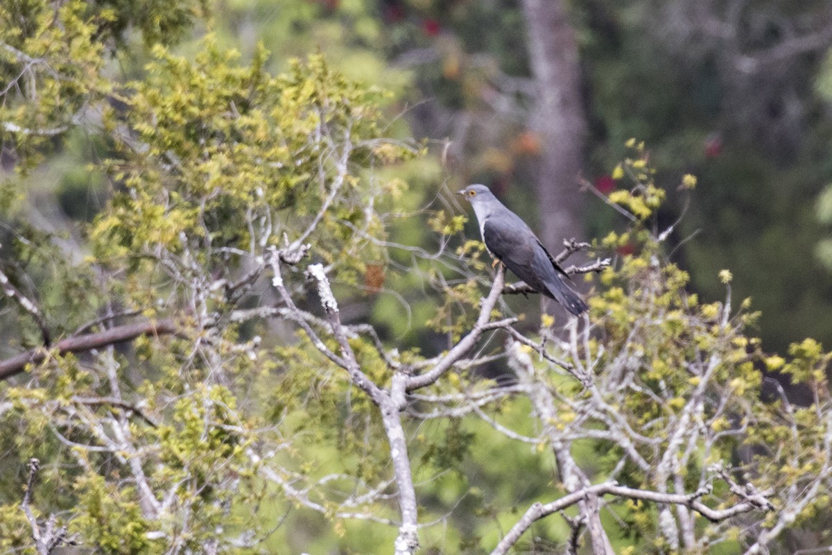 eBird Checklist - 12 Apr 2024 - Wangdue Phodrang - Nobding Highway ...