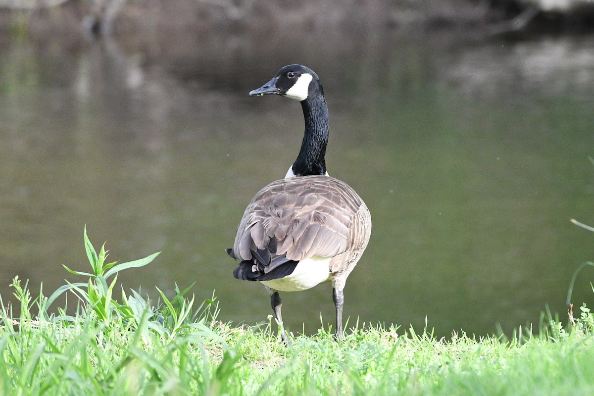 Pennsylvania Bird Atlas Checklist - 21 Apr 2024 - Pottstown Riverfront ...