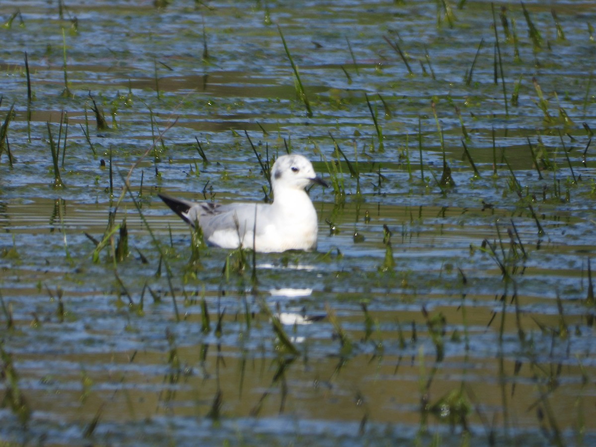 eBird Checklist - 18 Apr 2024 - Wareham Common--Piddle flood field - 16 ...
