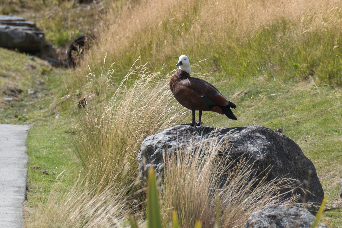 eBird Checklist - 18 Mar 2024 - Aoraki/Mt. Cook NP -- Hooker Glacier ...