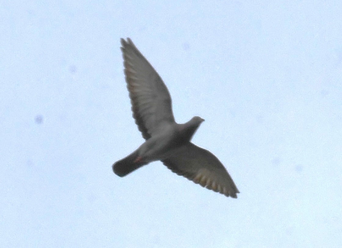 eBird Checklist - 22 Apr 2024 - Home, Kitty Hawk Bay Dr., Colington ...