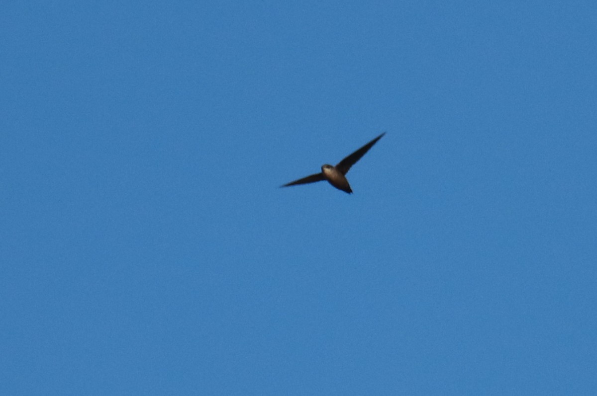 eBird Checklist - 22 Apr 2024 - El Rio Open Space Preserve - 59 species ...