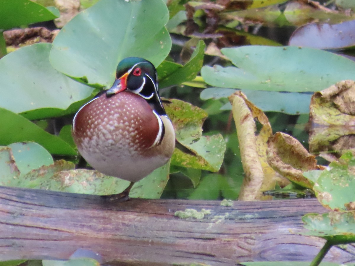 eBird Checklist - 22 Apr 2024 - Six Mile Cypress Slough Preserve - 17 species