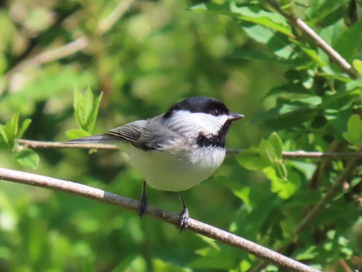 Pennsylvania Bird Atlas Checklist - 22 Apr 2024 - Hibernia County Park - 35 species