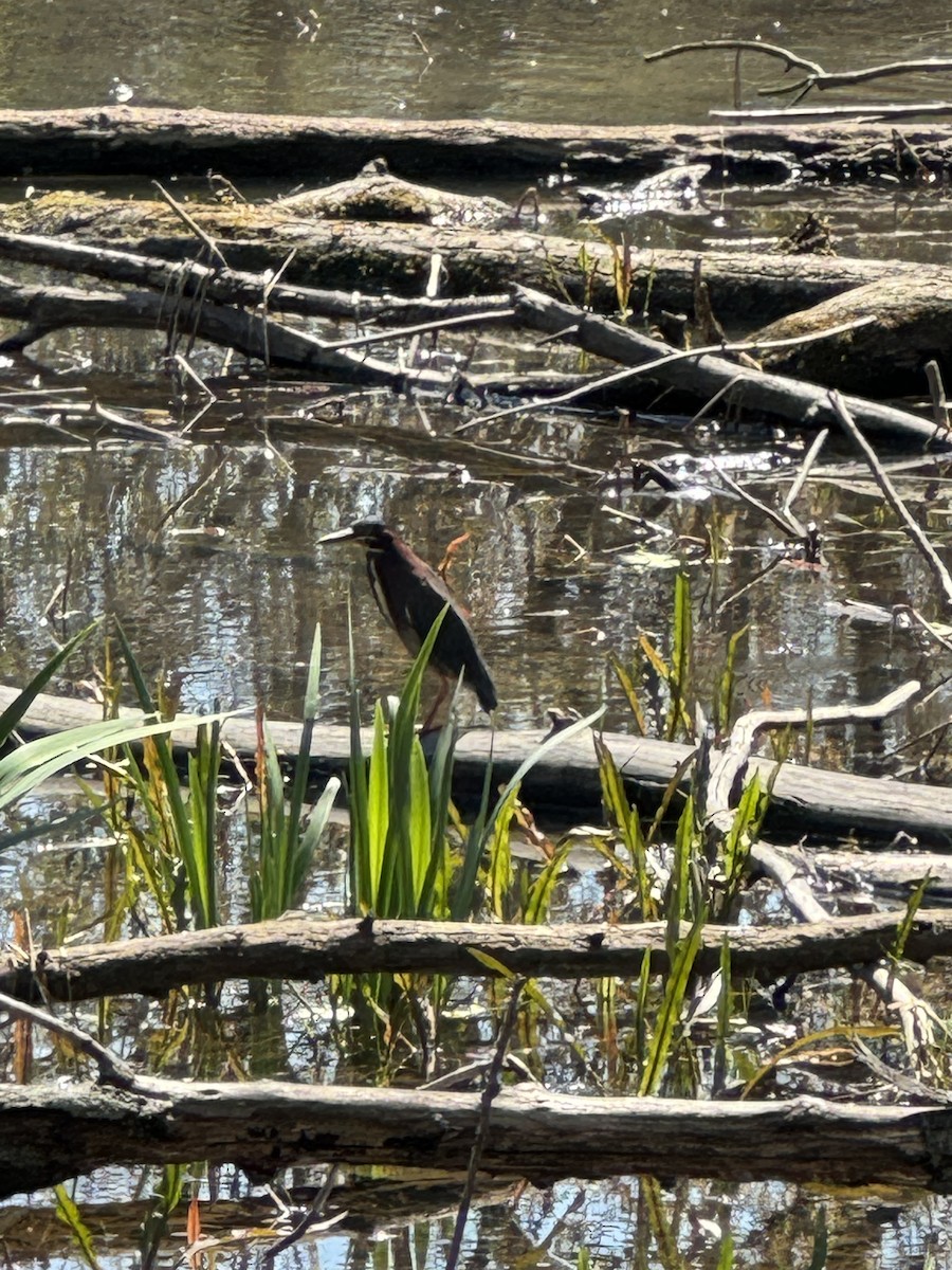 eBird Checklist - 22 Apr 2024 - LaBagh Woods Forest Preserve - 27 species