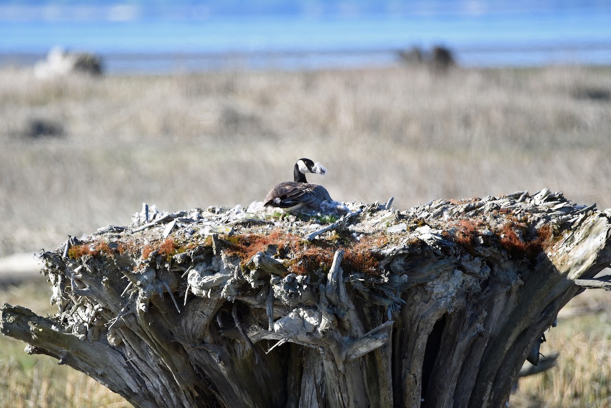 eBird Checklist - 22 Apr 2024 - Skagit Wildlife Area--Fir Island Farm ...