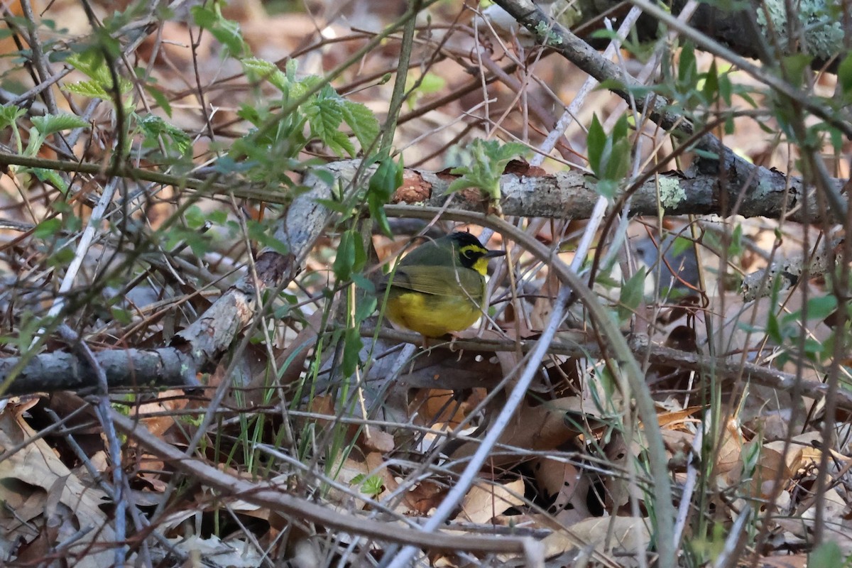 eBird Checklist - 22 Apr 2024 - Trout Brook Valley Conservation Area ...