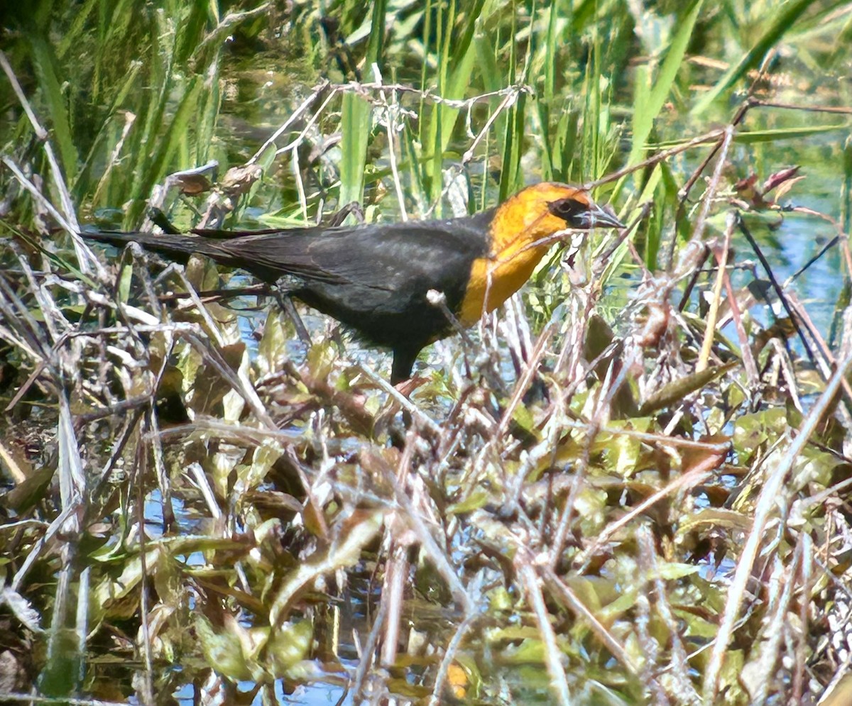 eBird Checklist - 22 Apr 2024 - Mountainview Memorial Park, Lakewood US ...