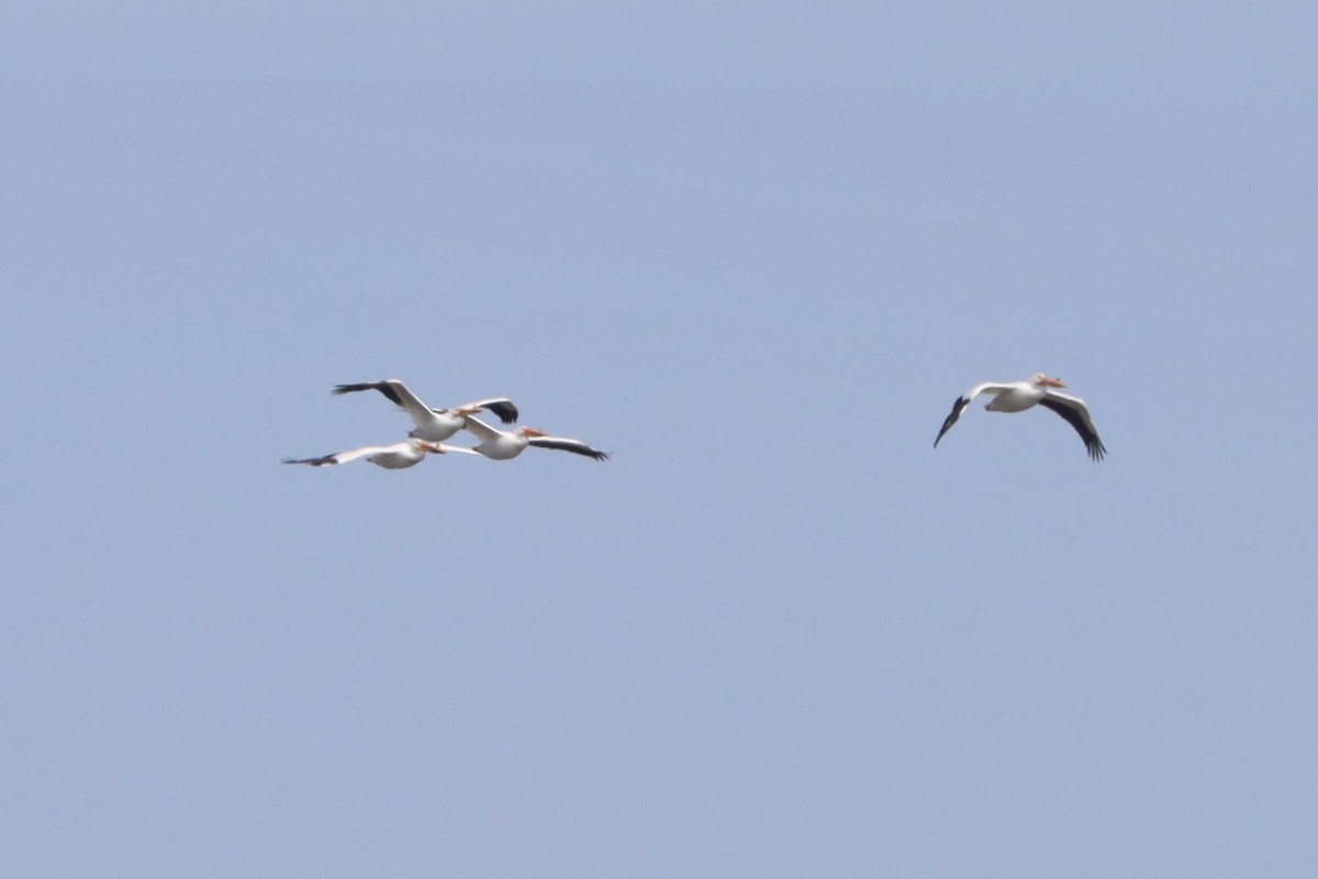 eBird Checklist - 22 Apr 2024 - Echo Bay--Hwy 17B Bridge - 11 species