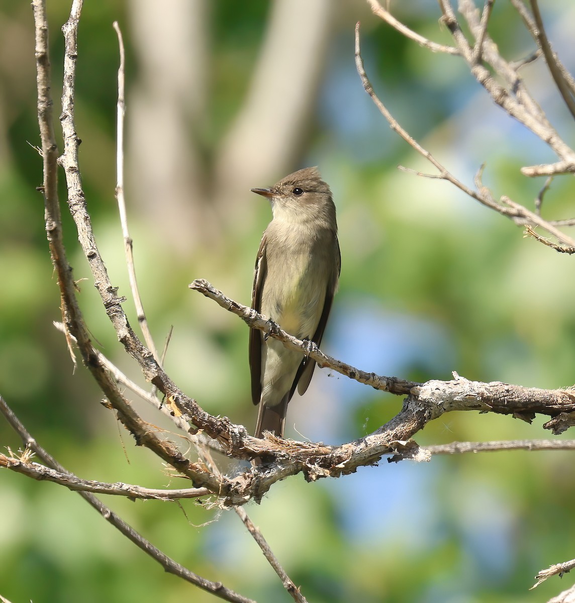 eBird Checklist - 22 Apr 2024 - Veterans Oasis Park - 53 species