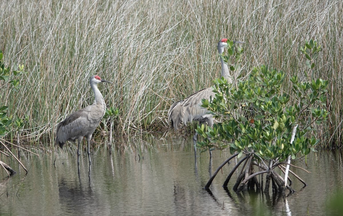 eBird Checklist - 22 Apr 2024 - Bayou Drive - 15 species