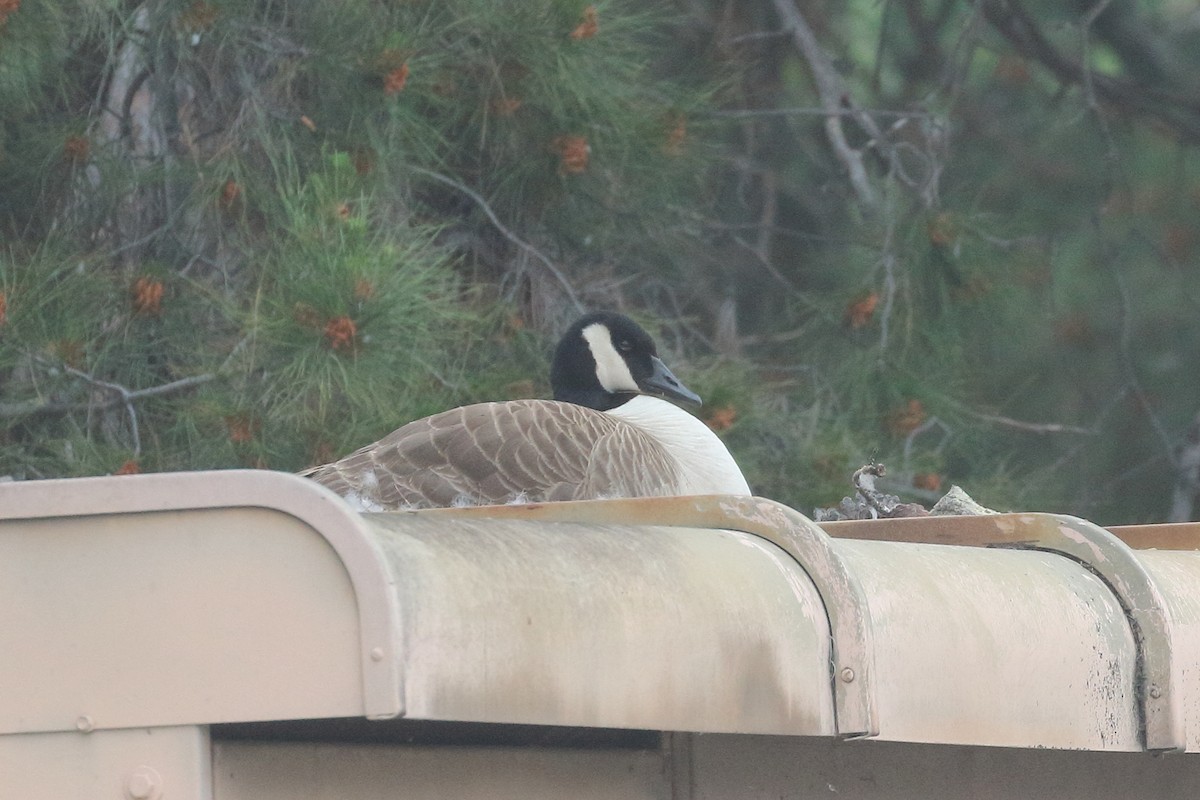 eBird Checklist - 22 Apr 2024 - Frank G. Bonelli RP/Puddingstone ...