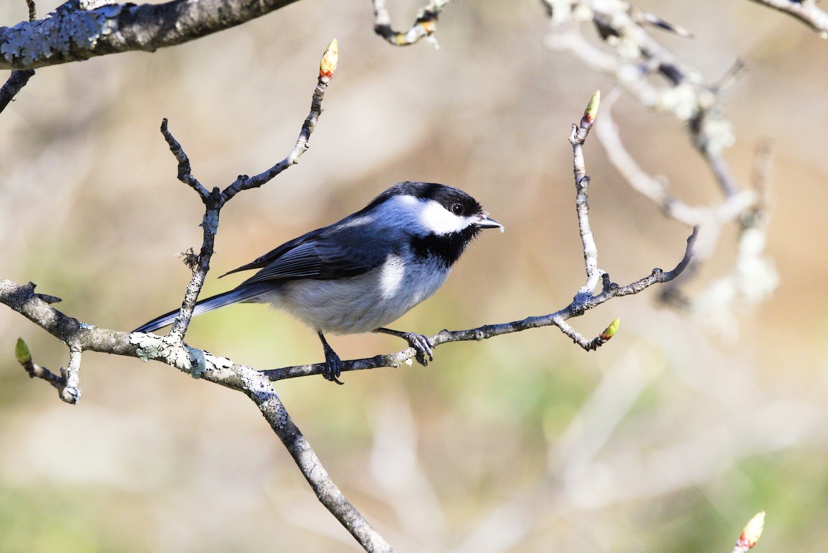 eBird Checklist - 22 Apr 2024 - Monongahela NF--Hoover and Gay Sharp ...