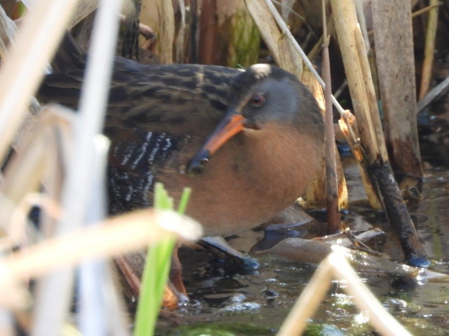 eBird Checklist - 22 Apr 2024 - High Acres Nature Area - 43 species