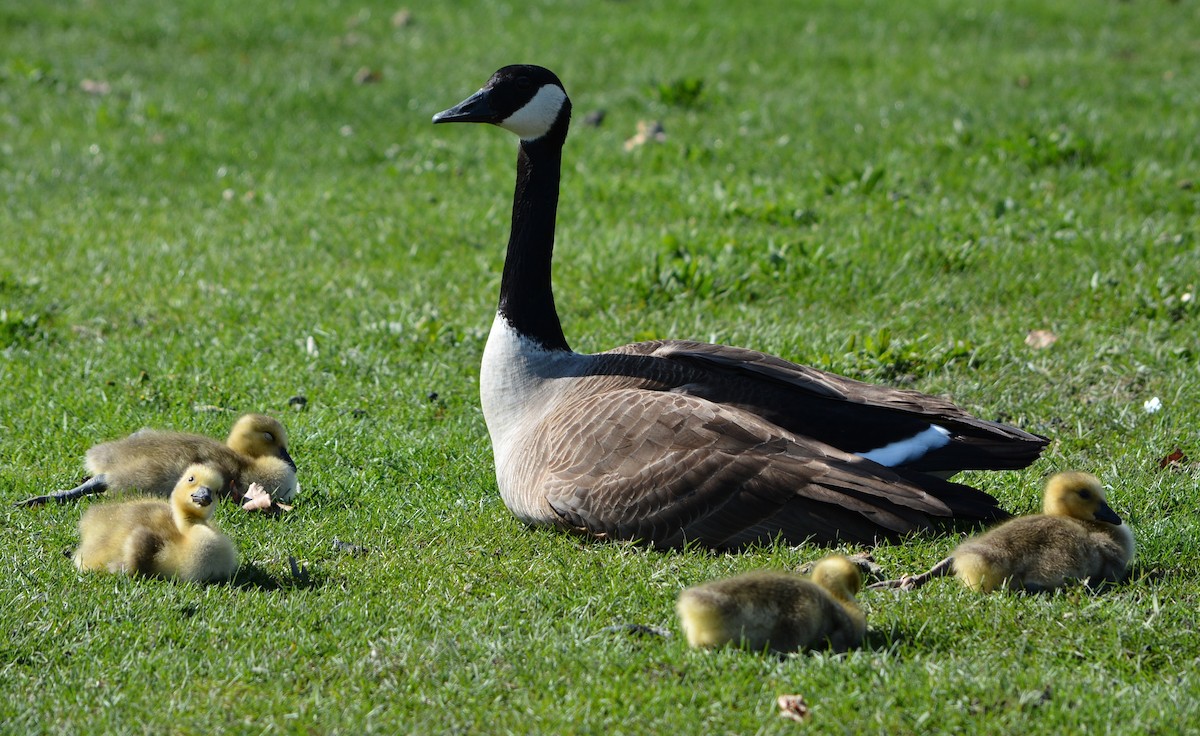 eBird Checklist - 22 Apr 2024 - General Motors Technical Center ...