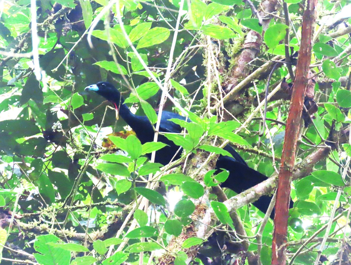 Wattled Guan - Aburria aburri - Media Search - Macaulay Library and eBird