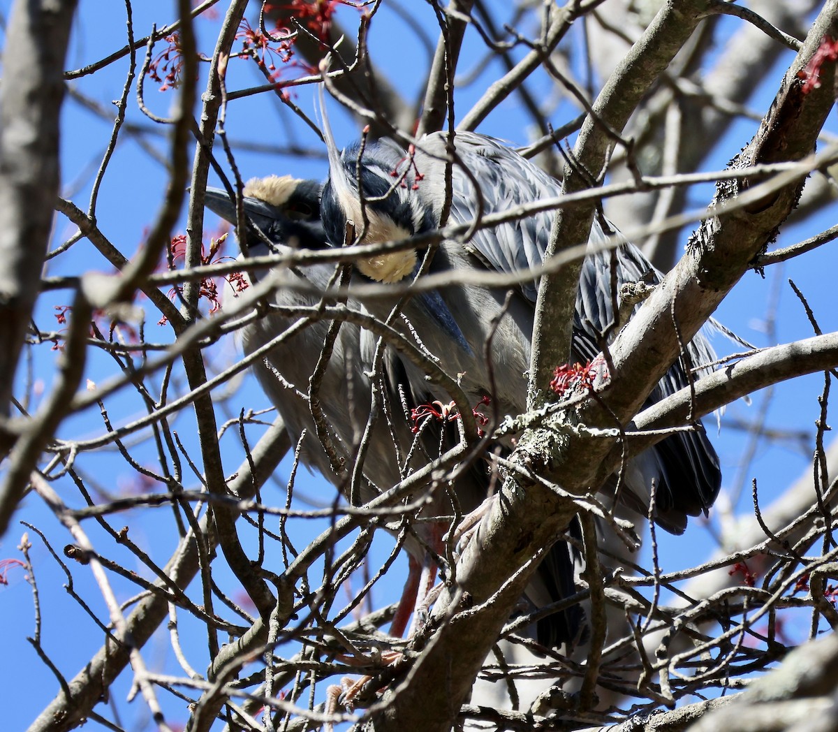 eBird Checklist - 22 Apr 2024 - Marblehead Neck Wildlife Sanctuary ...