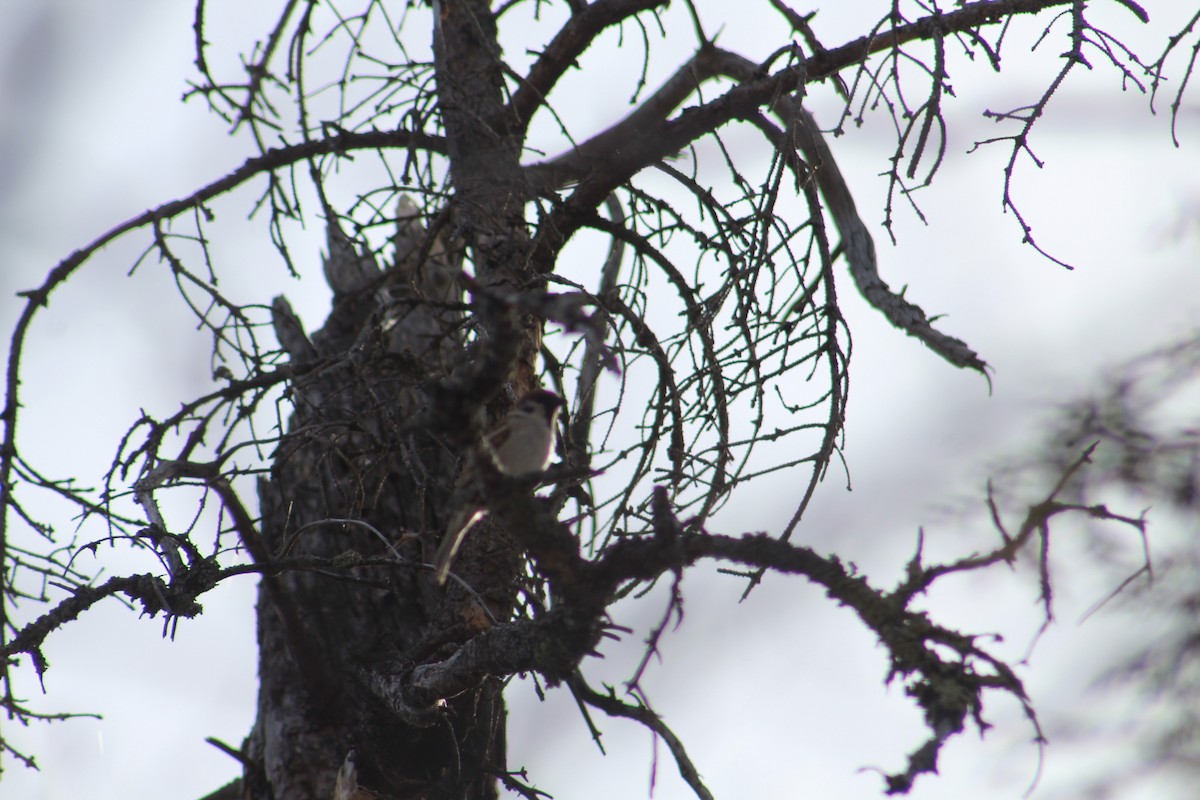 eBird Checklist - 22 Apr 2024 - Copper Harbor (town) - 25 species (+1 ...